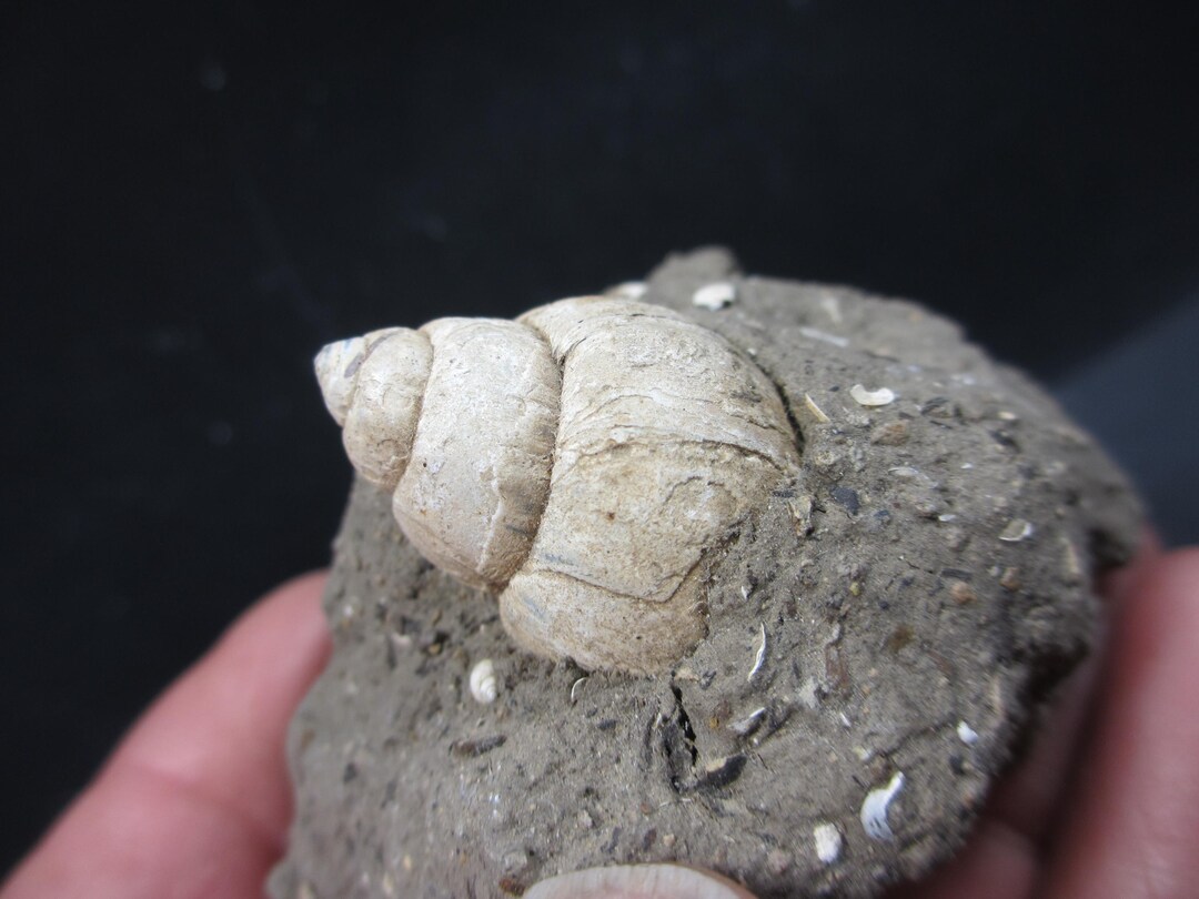 Fossil Ice Age Snail, Viviparus Sp., Pleistocene or Ice Age, Gastropod ...