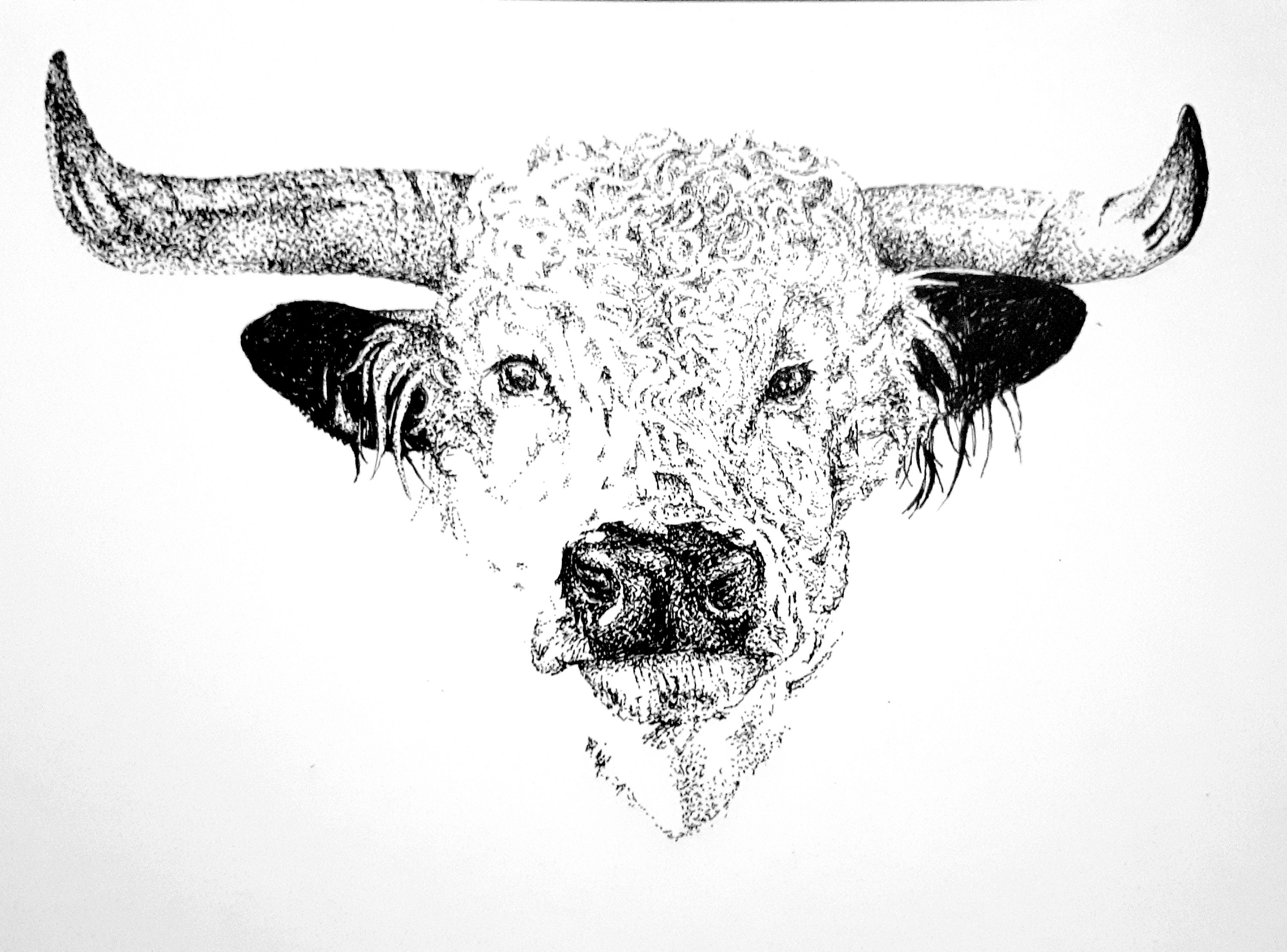 Cattle Herd Drawing
