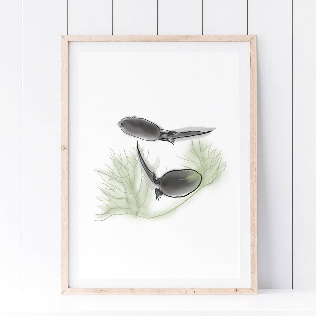 Din A4 Art Print Without Frame Tadpoles Tadpole Frog Toad Amphibians ...