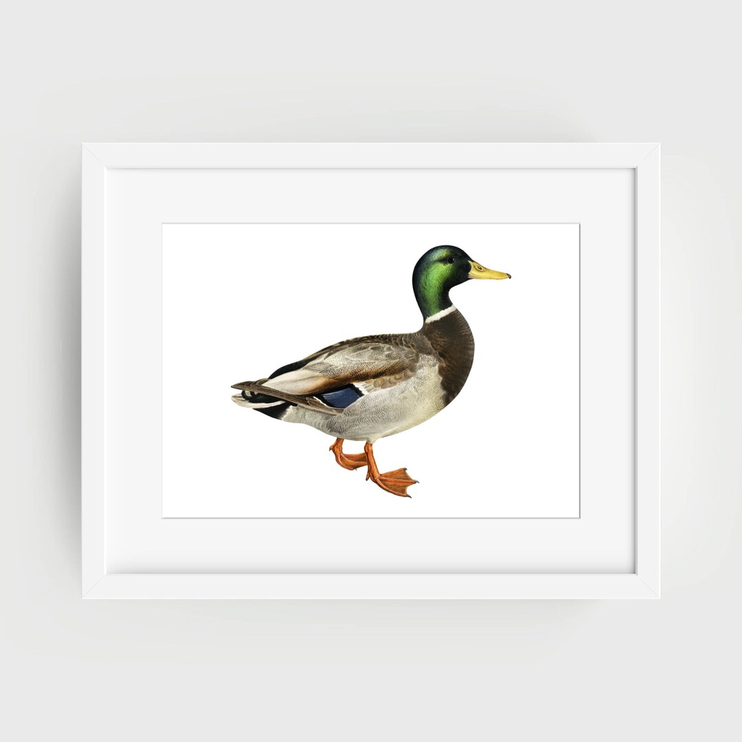 Din A4 Art Print Without Frame Male Mallard Duck Mallard Water Bird ...