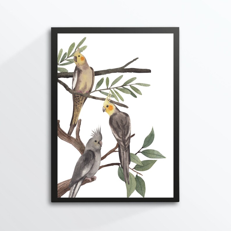 Din A4 Art Print - Cockatiels - Cockatiel Cockatoo Parakeet Parrot Bird ...
