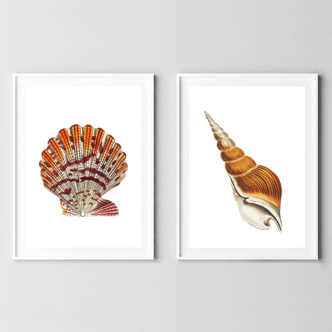 Din A4 Kunstdruck 2er Set ohne Rahmen Muschel Muscheln Retro Vintage ...
