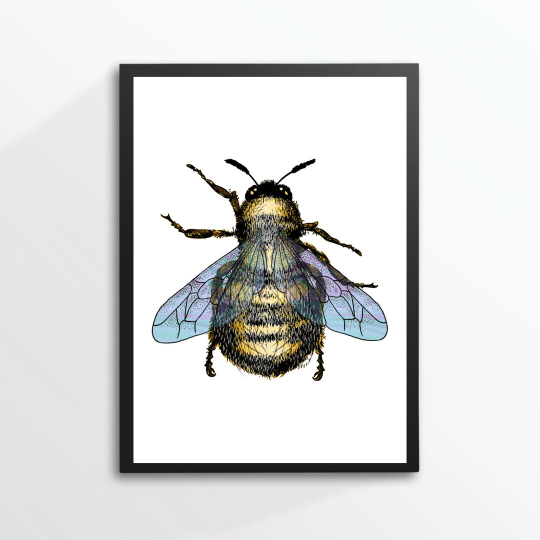 Din A4 Kunstdruck ohne Rahmen - Hummel - Biene Natur Insekt Zeichnung Grafik Bild Poster ...