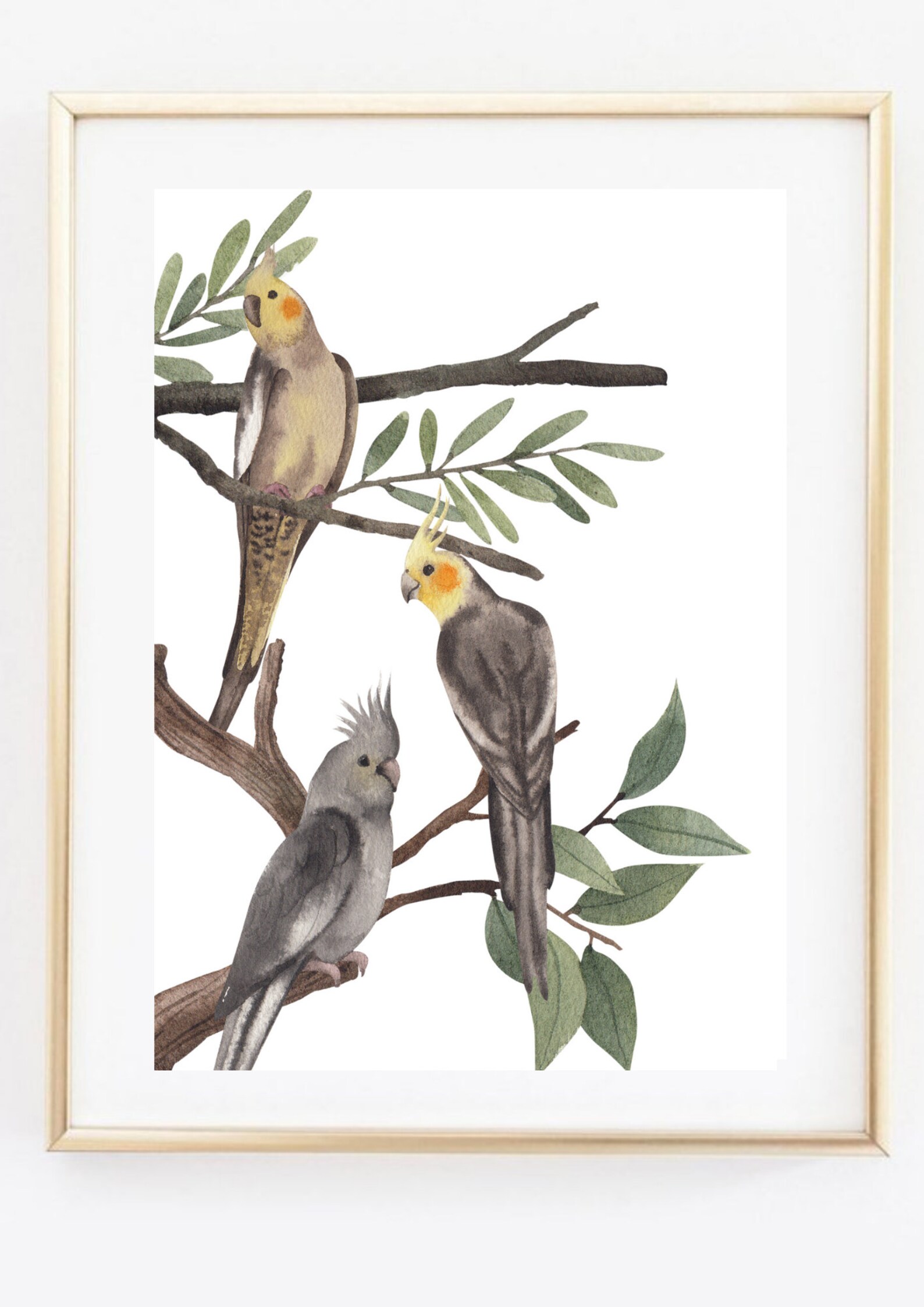 Din A4 Art Print - Cockatiels - Cockatiel Cockatoo Parakeet Parrot Bird ...