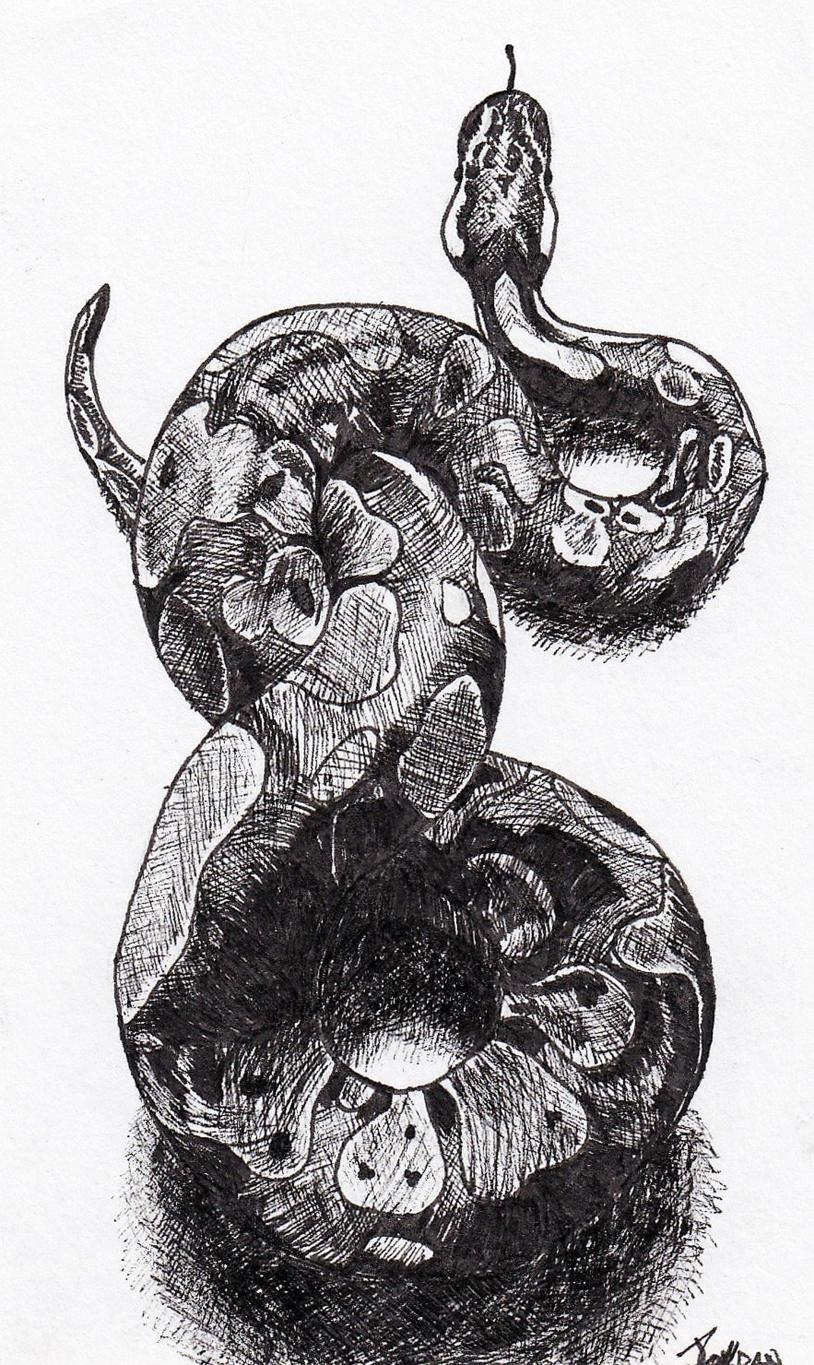 Pen and Ink Snake Art Print | Etsy