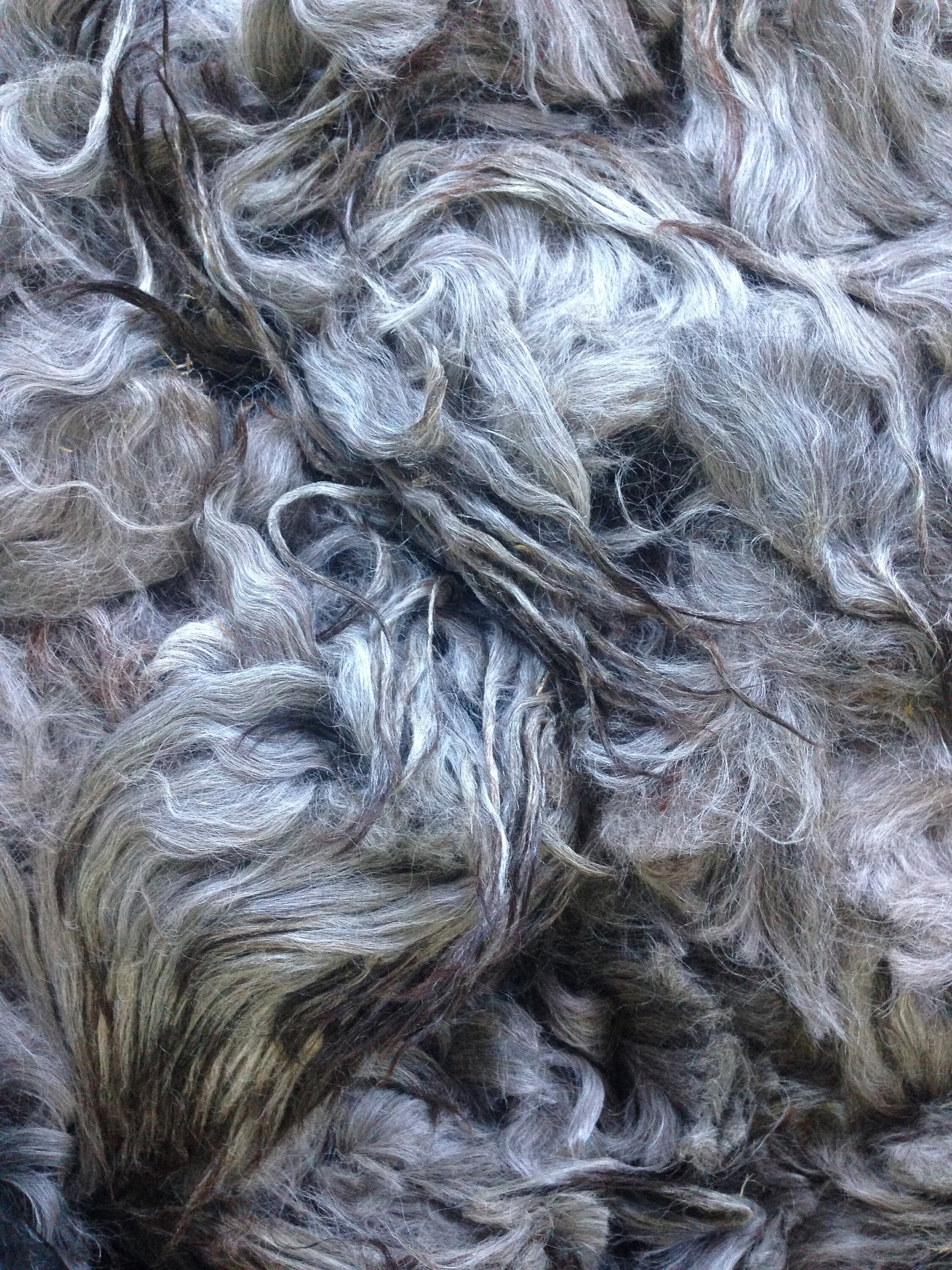 Natural SURI Alpaca Fleece 100g - All Colours Avail - Spinning Felting ...