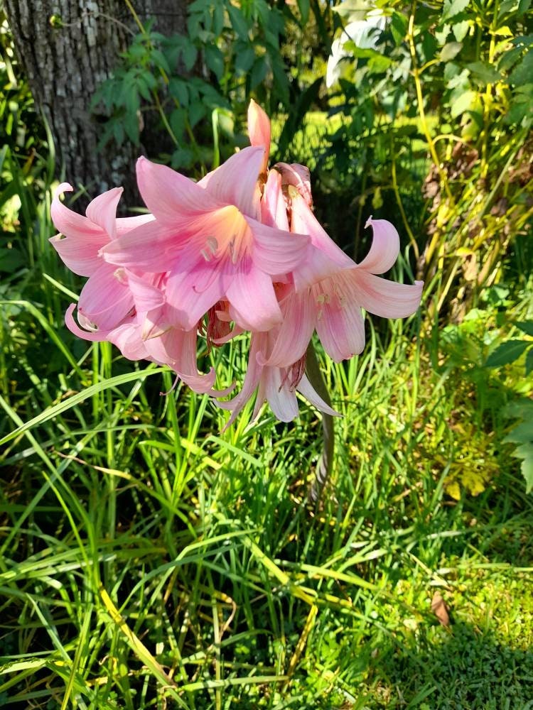 Perfect Pink Lady Bulbs. Known as Naked Ladies. 3 Large Flowering Sized ...