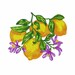 Lemon Branch Machine Embroidery Design - 4 SIZES, Citrus Fruit Digital ...
