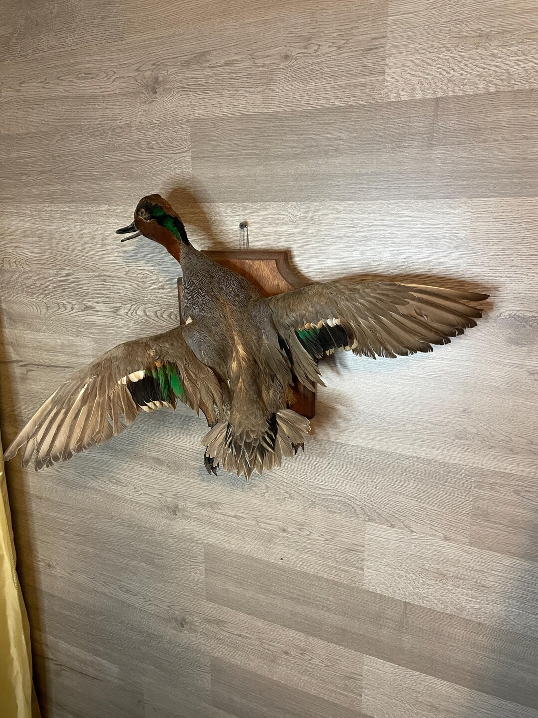 Green Winged Teal Mallard Duck Taxidermy in Flight on Wood Plaque Wall ...