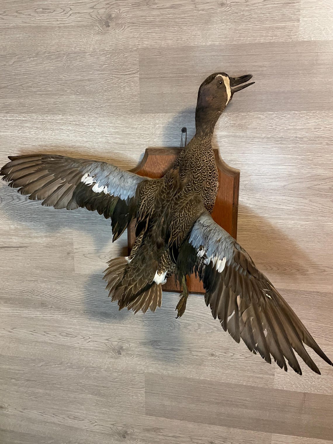 Teal Winged Duck Taxidermy Mount in Flight on Wood Plaque - Etsy
