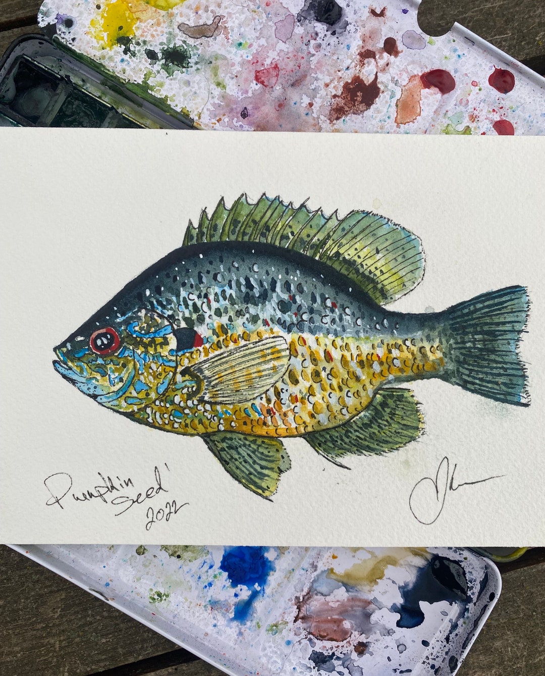 Pumpkinseed Panfish Watercolor Painting - Etsy