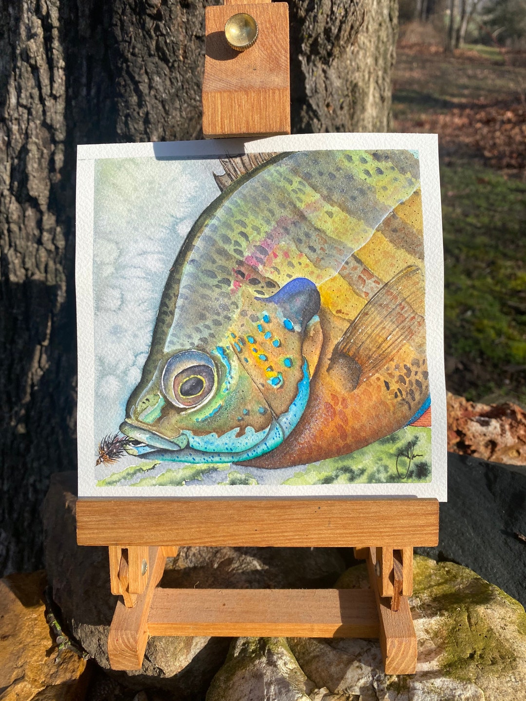 Panfish on the Fly, Bluegill, Watercolor Original Painting - Etsy