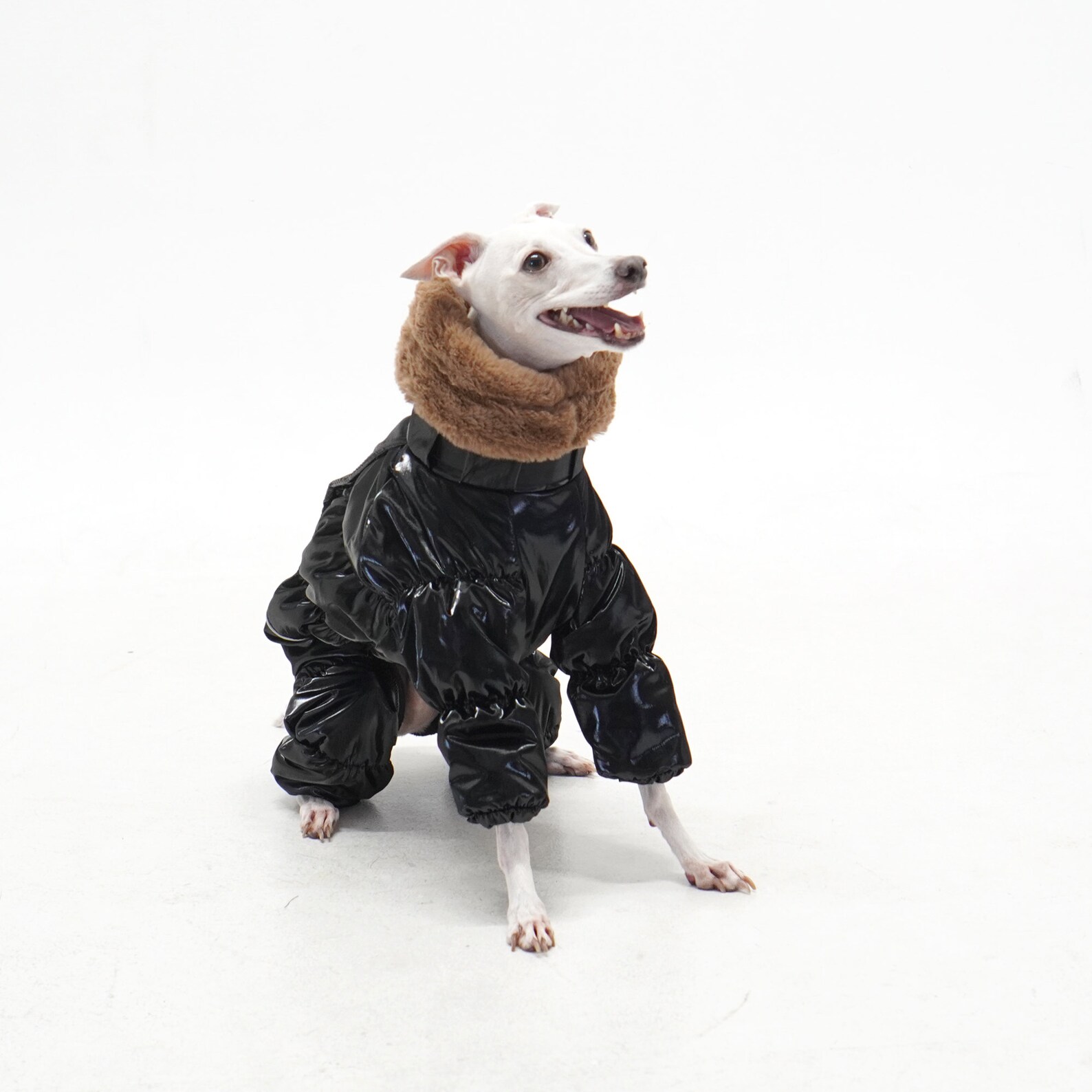 Italian Greyhound Padded Jumper | Puffer Coat for Iggy | Astro Dog ...