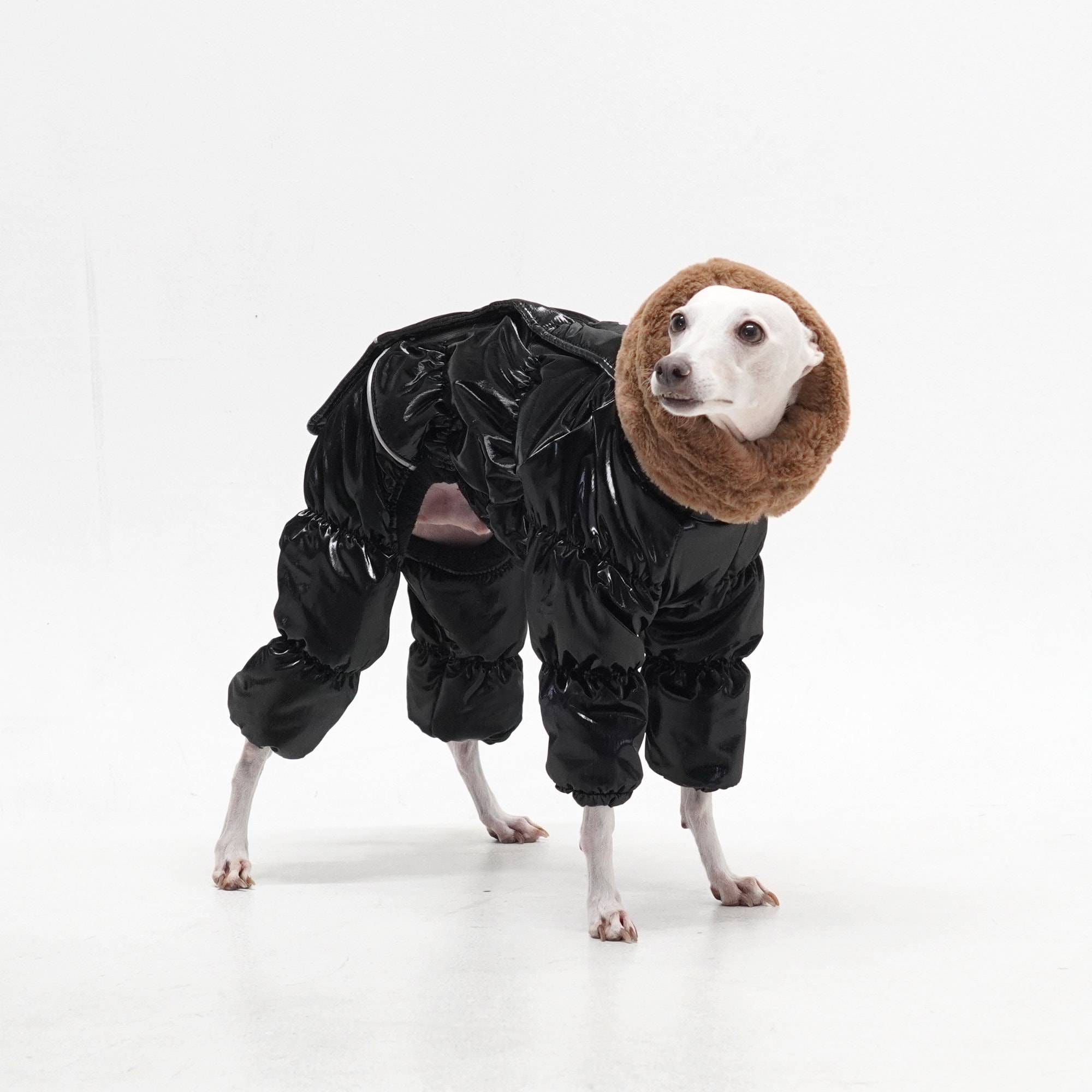 Italian Greyhound Padded Jumper | Puffer Coat for Iggy | Astro Dog ...