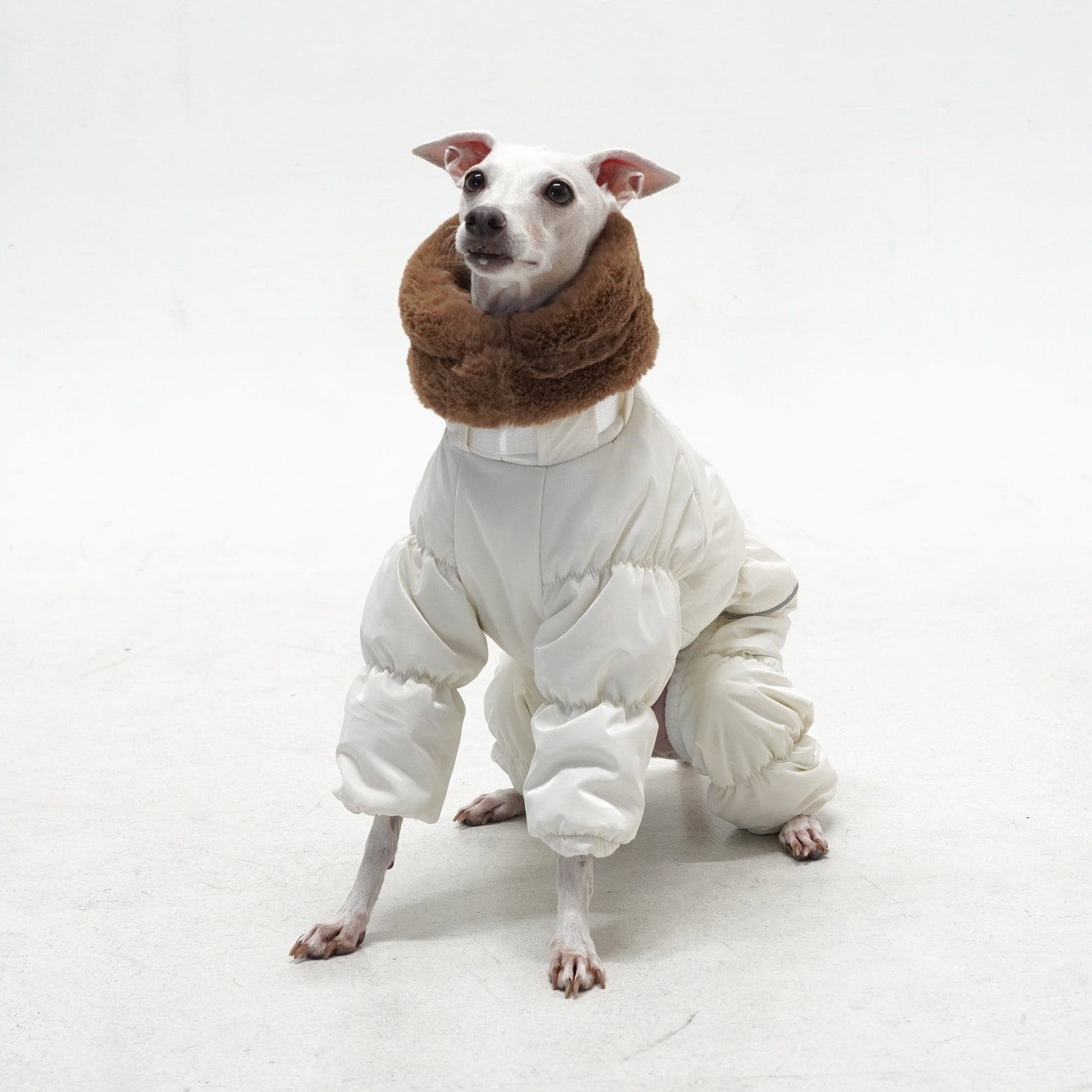 Italian Greyhound Padded Jumper | Puffer Coat for Iggy | Astro Dog ...