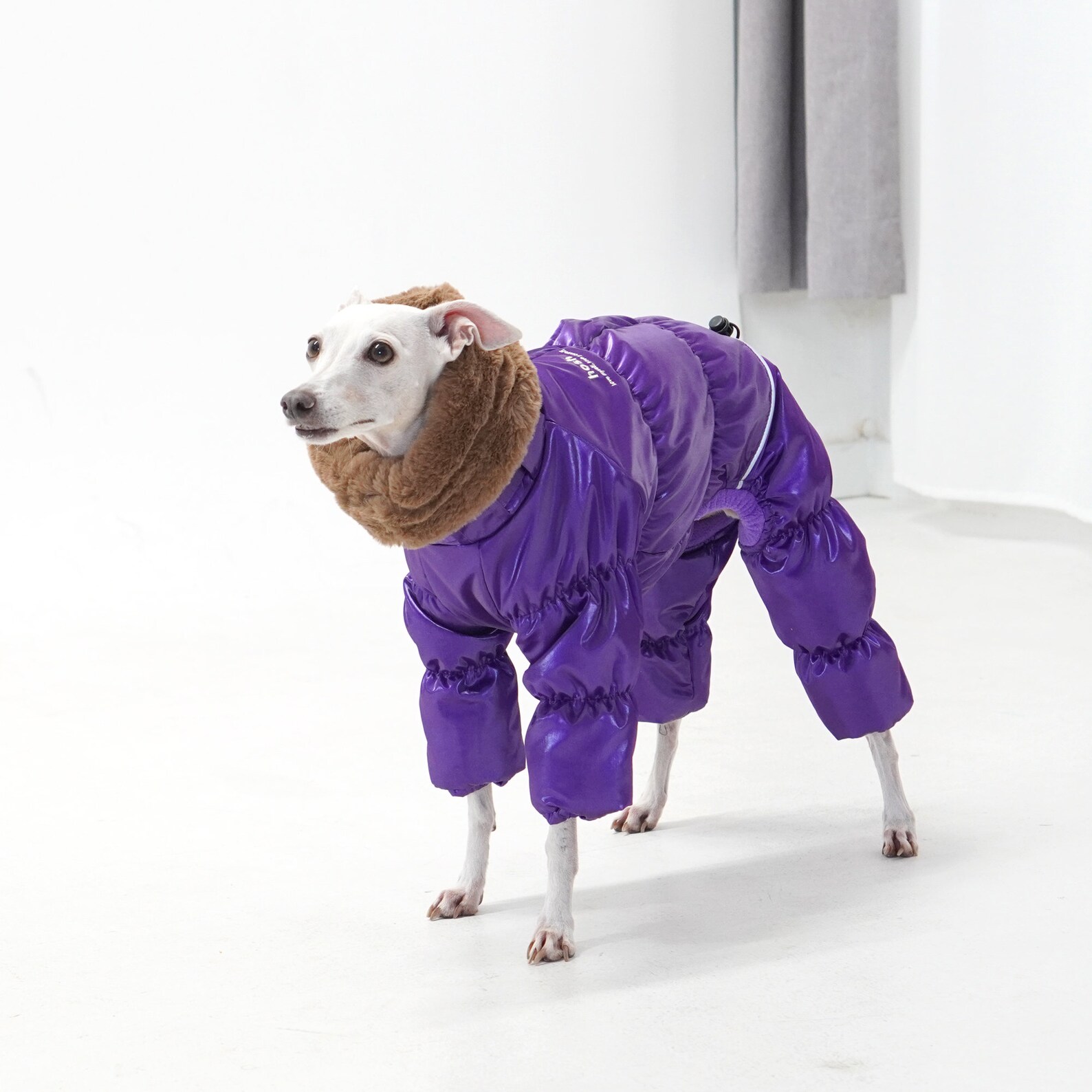 Italian Greyhound Padded Jumper | Puffer Coat for Iggy | Astro Dog ...