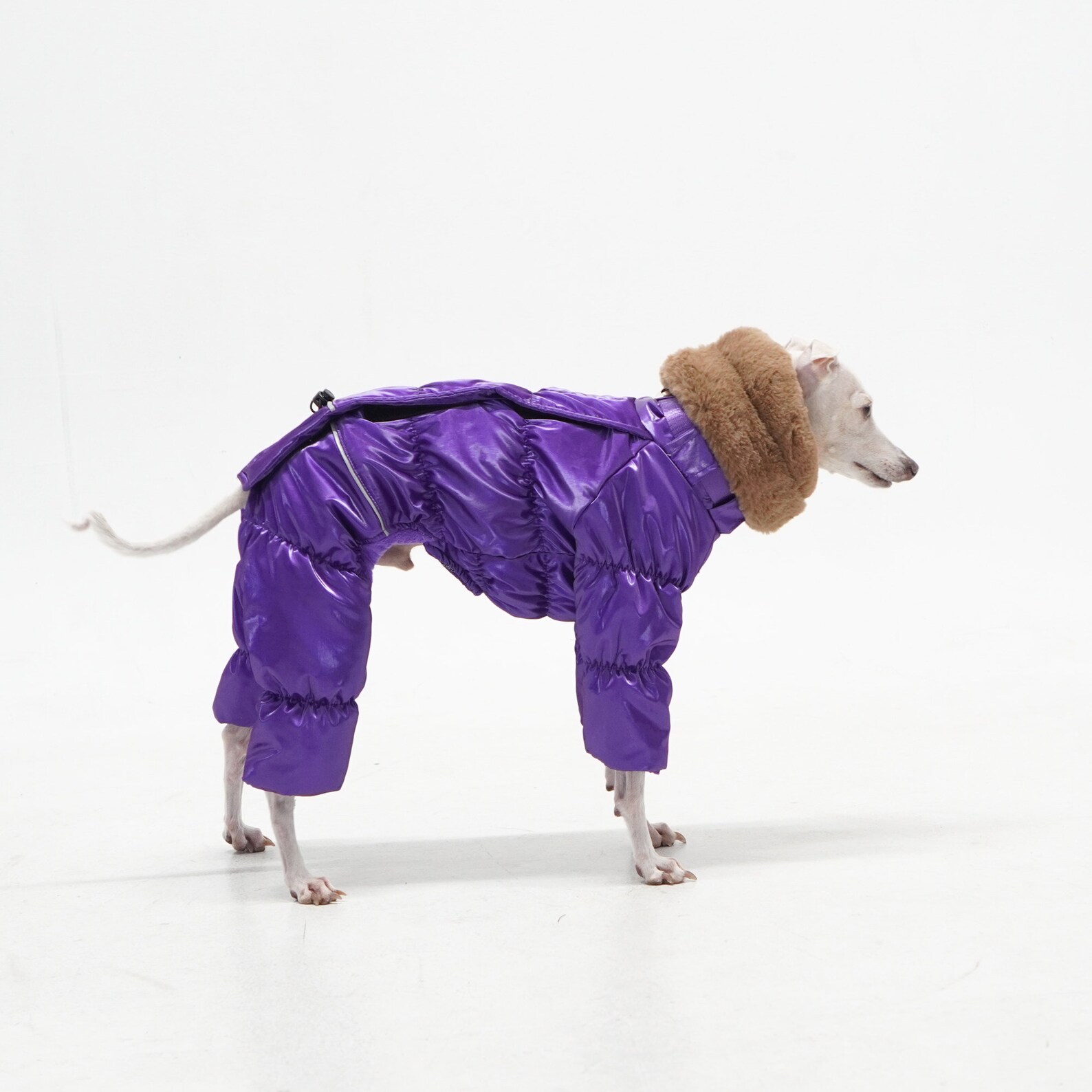 Italian Greyhound Padded Jumper | Puffer Coat for Iggy | Astro Dog ...