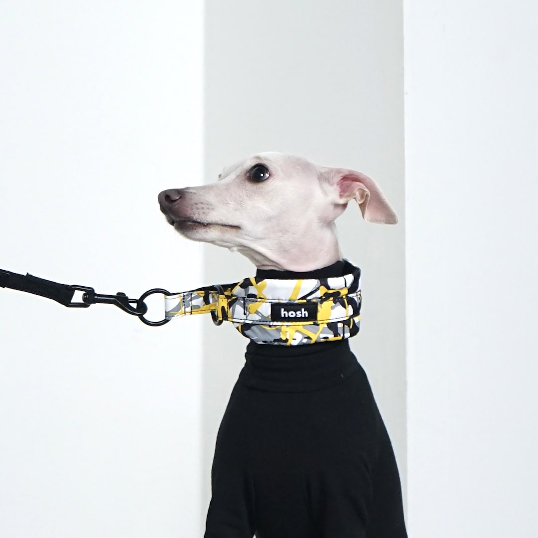 Italian Greyhound Half‑choke Collar | Paint Dog Collar | Padded Air ...