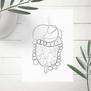Anatomical Digestive System Single Line Drawing, Medical Art, Health ...