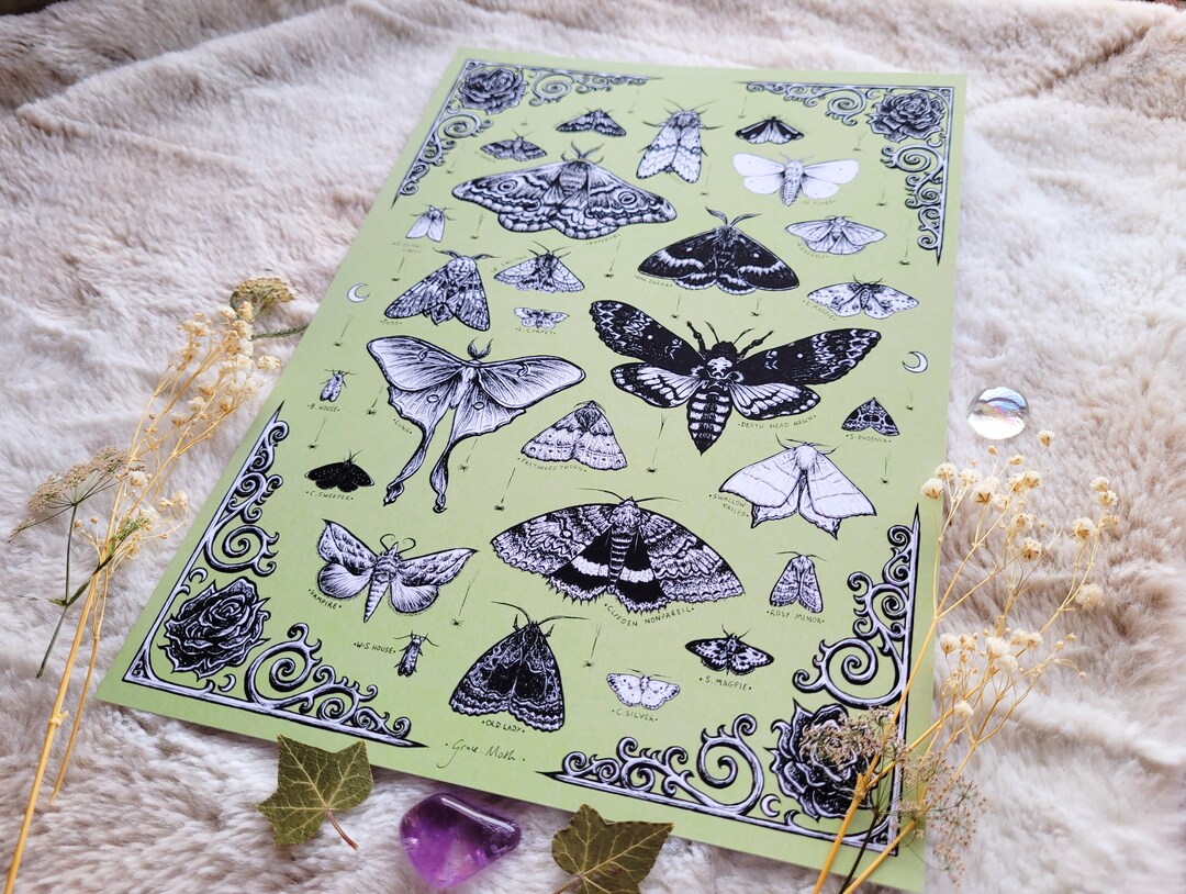Sage Green Moths A5, A4 or A3 Art Print by Grace Moth - Etsy