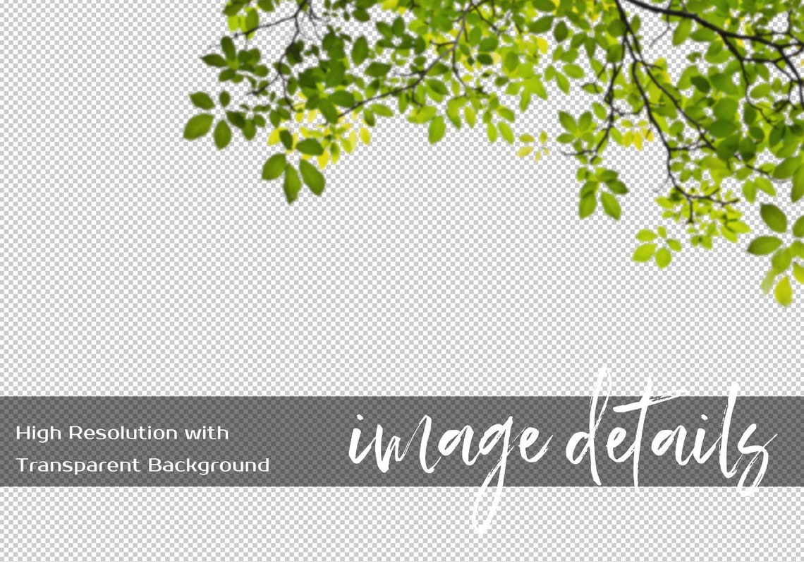 40 PNG Tree Branch Flower Photo Overlays Photoshop Overlay | Etsy Australia