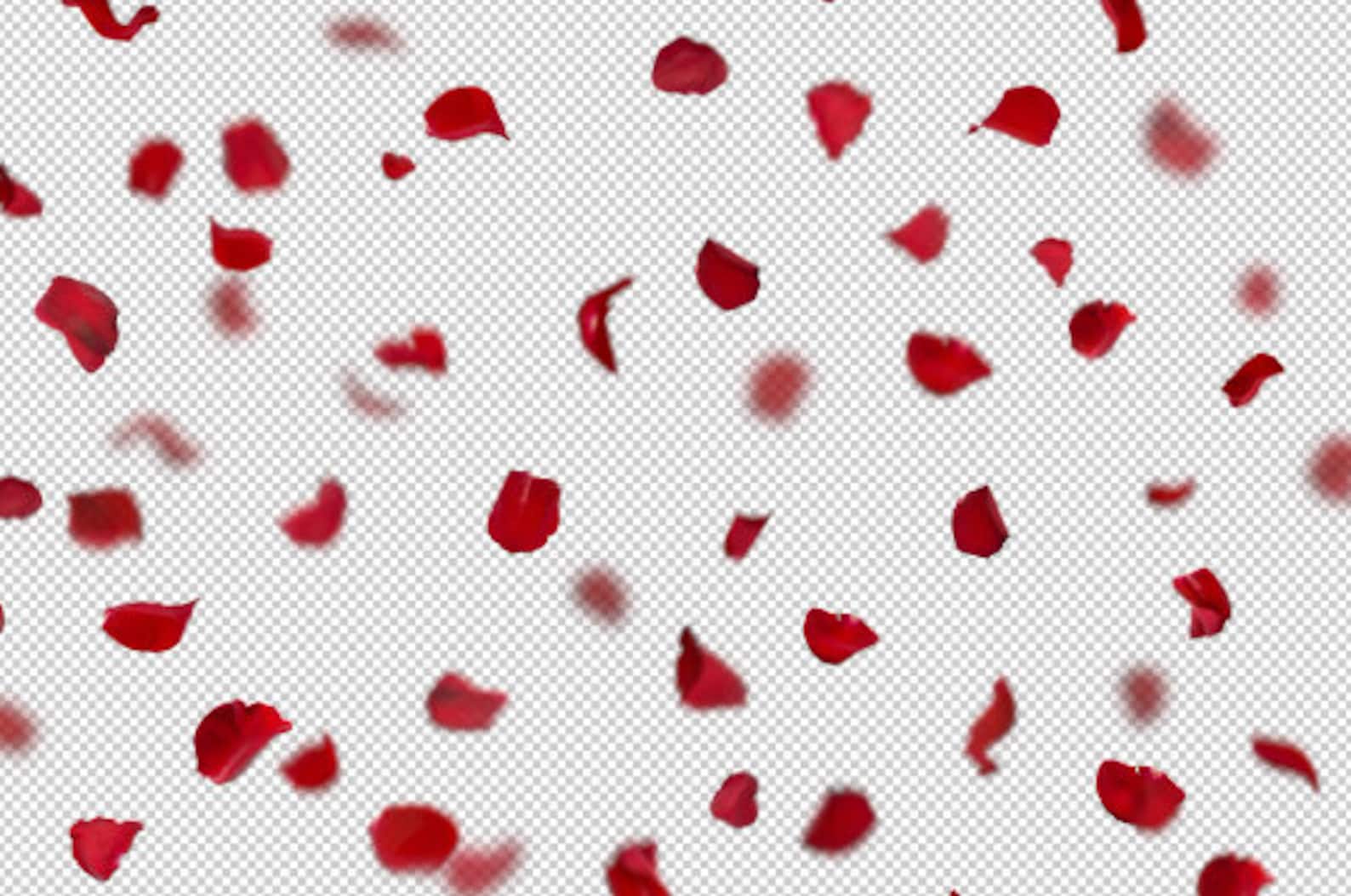 Rose Petal Photoshop Overlays, Red Rose Petals, Valentine's Day ...