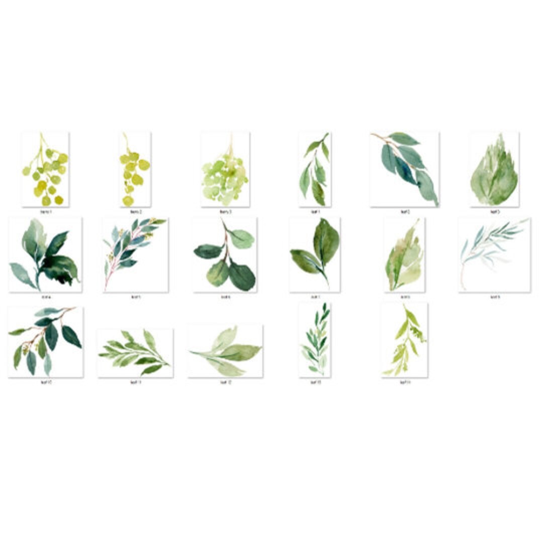 Eucalyptus. Watercolor Floral Clipart. Graphic Elements. Green Leaves ...