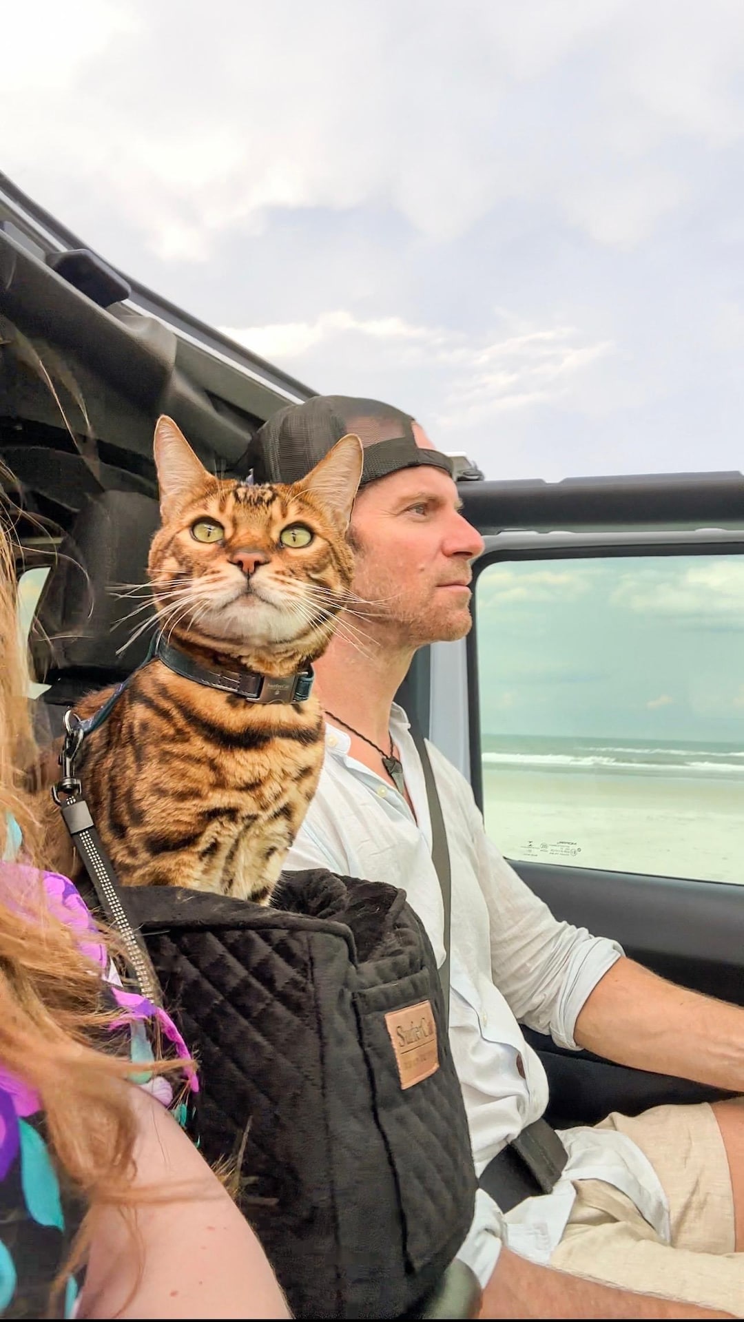 Cat Car Trainer: Elevated Console Travel Bed - Etsy