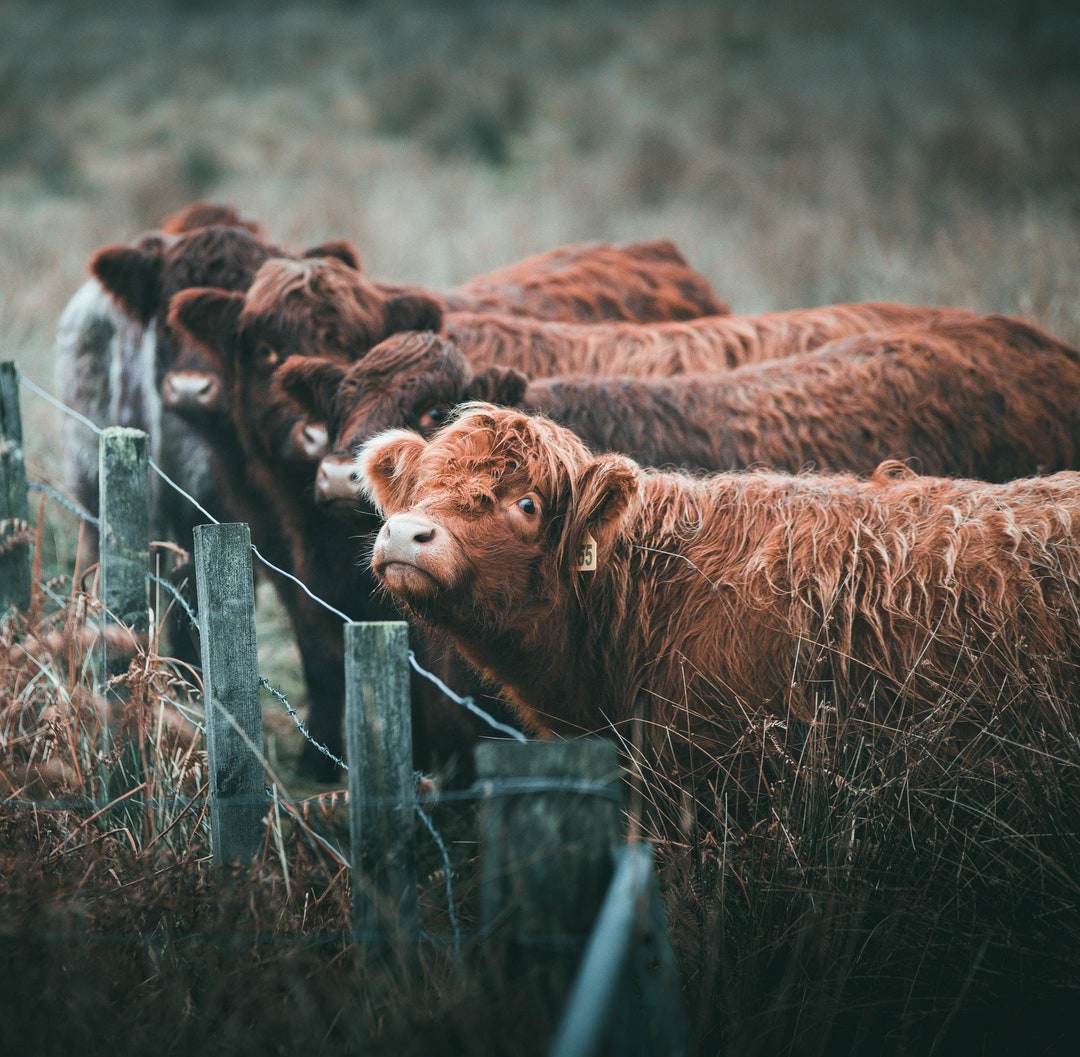 Highland Coos - Etsy