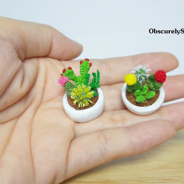 Miniature Cactus - Etsy