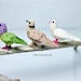 Miniature White Dove Tiny Crochet Pigeons Amigurumi Dove - Etsy