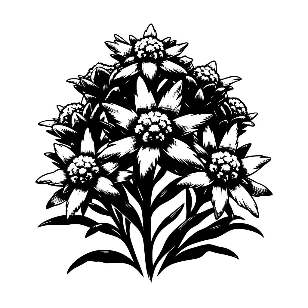 Edelweiss SVG Vector Dxf Png Jpg Laser Engrave Silhouette Unique ...