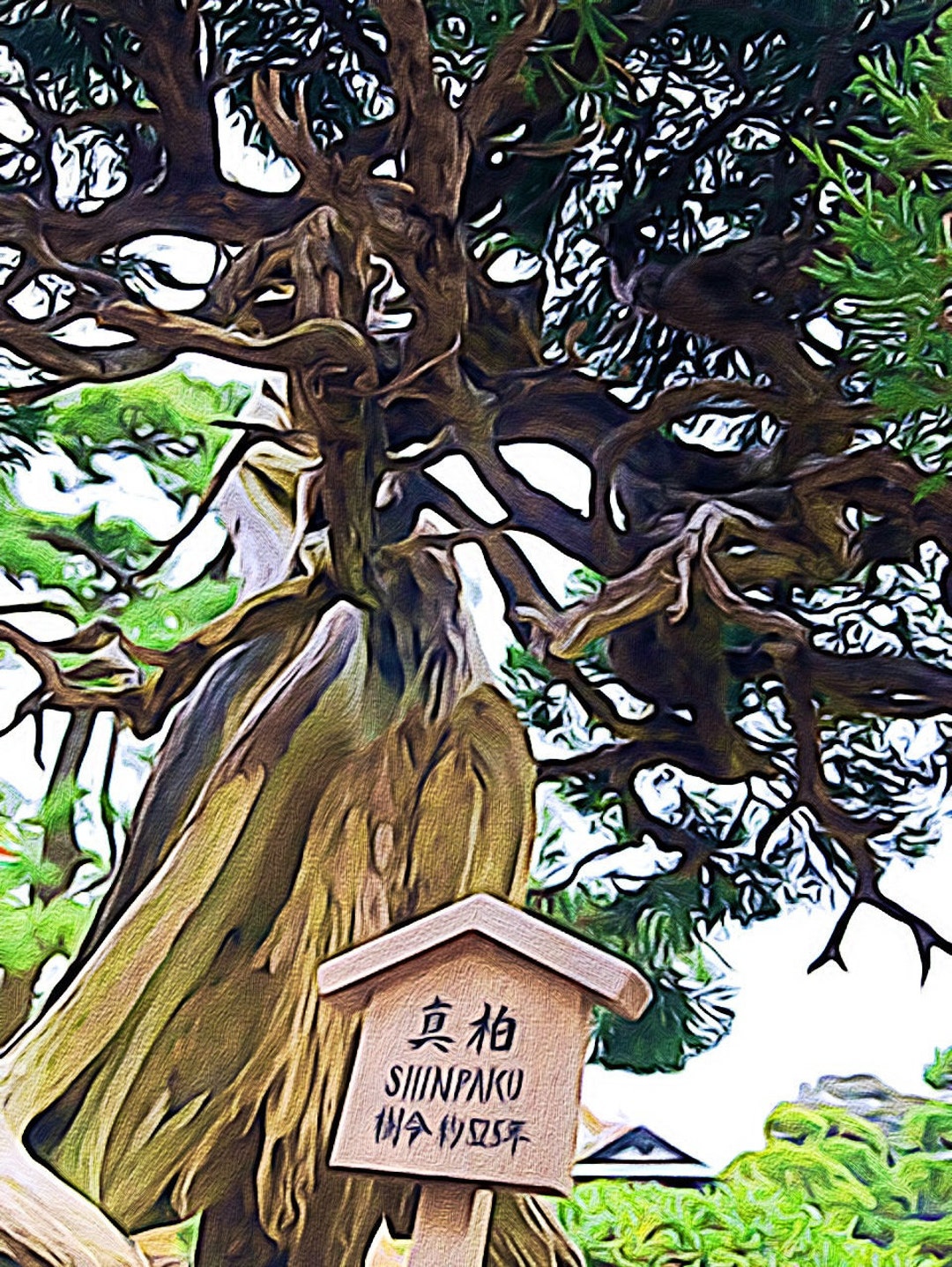 Shinpaku—525 Year Old Japanese Bonsai Tree - Etsy