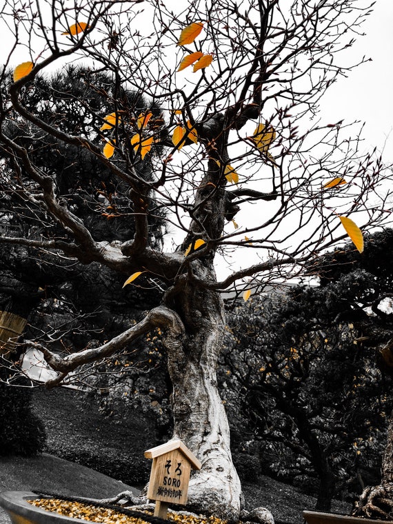 Soro90 Year Old Japanese Bansai Tree | Etsy