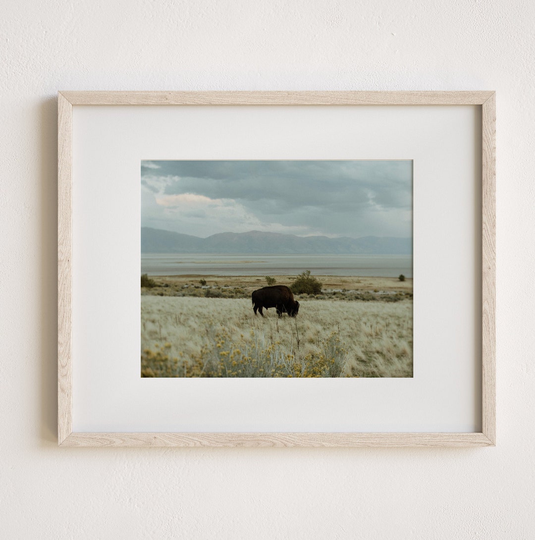 Bison Photography, Desert Wall Art, Salt Lake City, Antelope Island ...