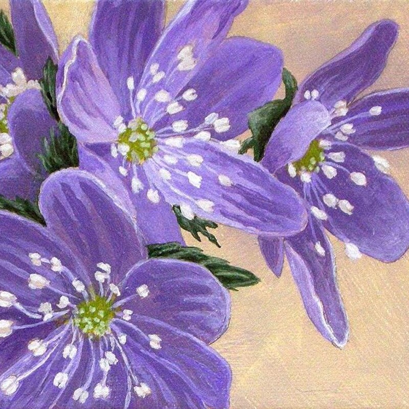 Hepatica - Etsy