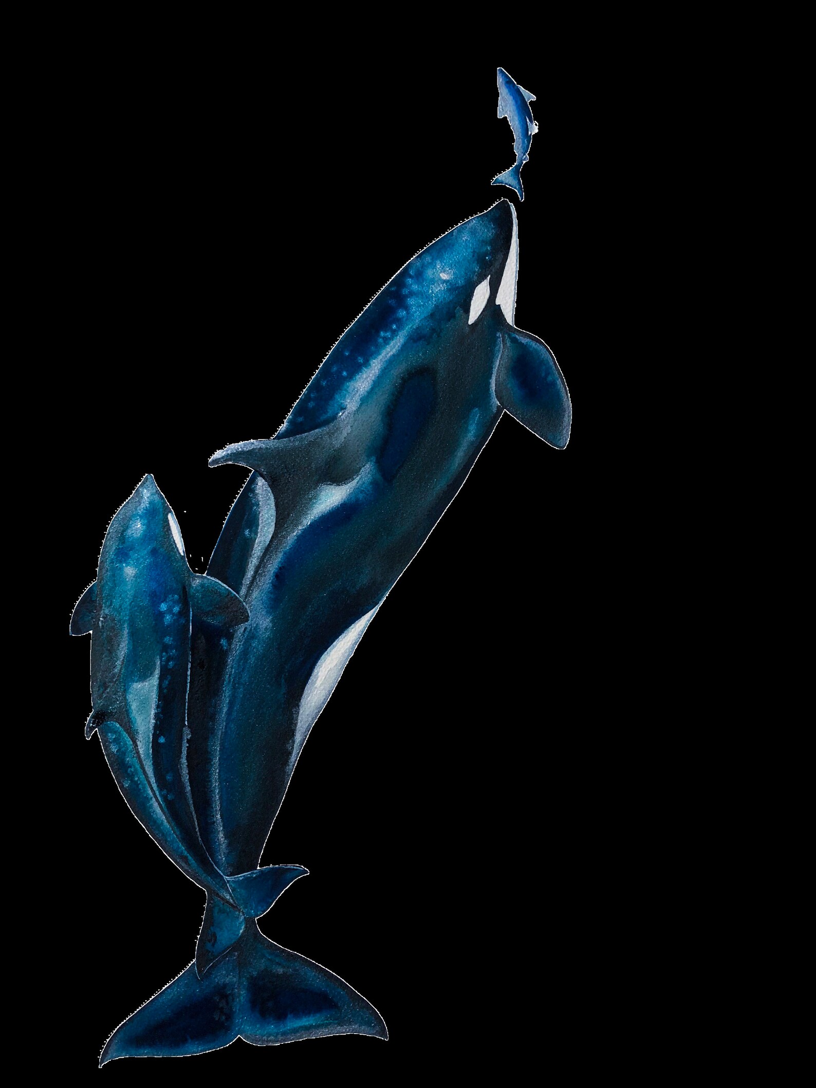 Coconut Wax Candle Natural Candles Nautical Gift ORCA - Etsy