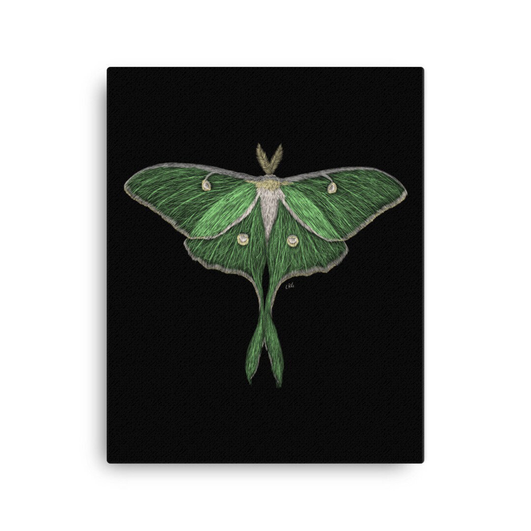 Luna Moth Canvas Art Print / Luna Moth / Luna Moth Wall Art / Luna Moth ...