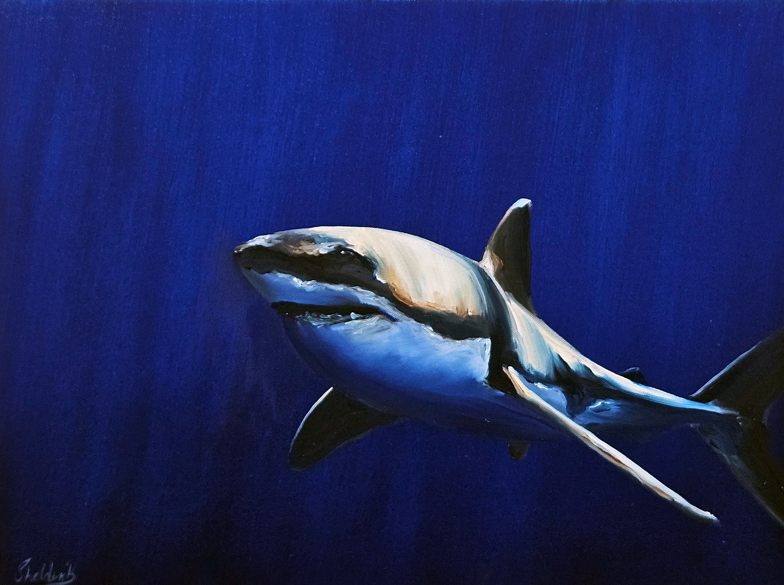 Submerged Majesty, Oils on Canvas, Great White Shark, Shark, Shark ...