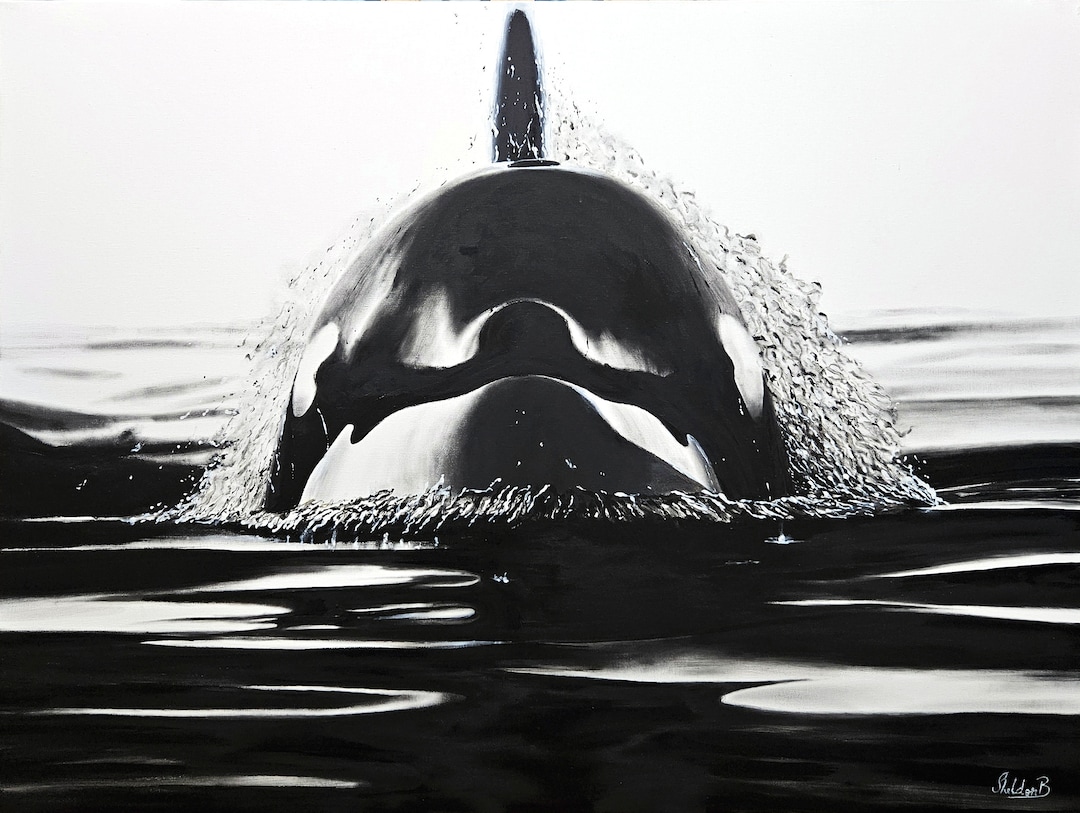 An Orca's Embrace: the Ballet in Monochrome, Orca Art, Orca Painting ...