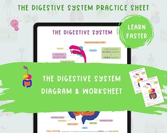The Digestive System - Study Notes - Etsy