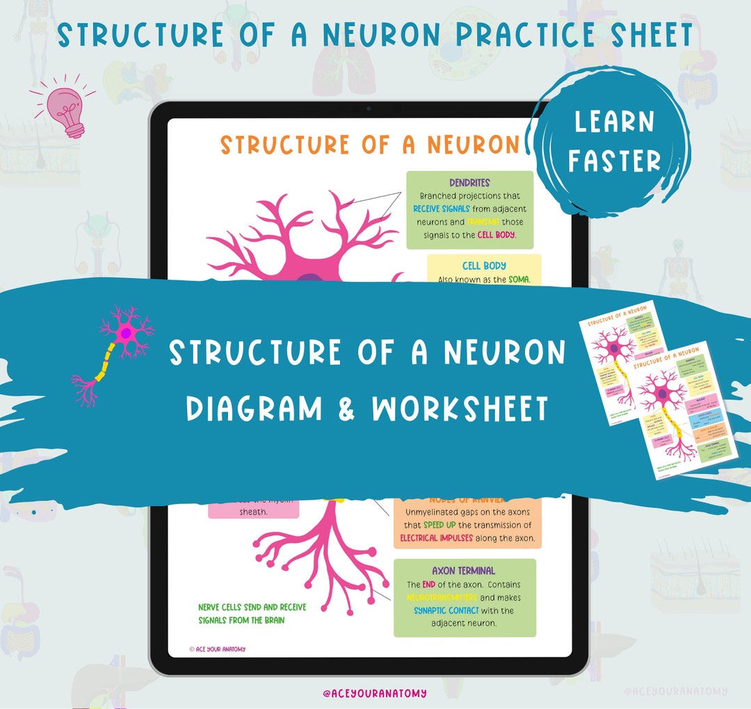 Structure of a Neuron Nervous System Notes Anatomy Study Sheet Anatomy ...