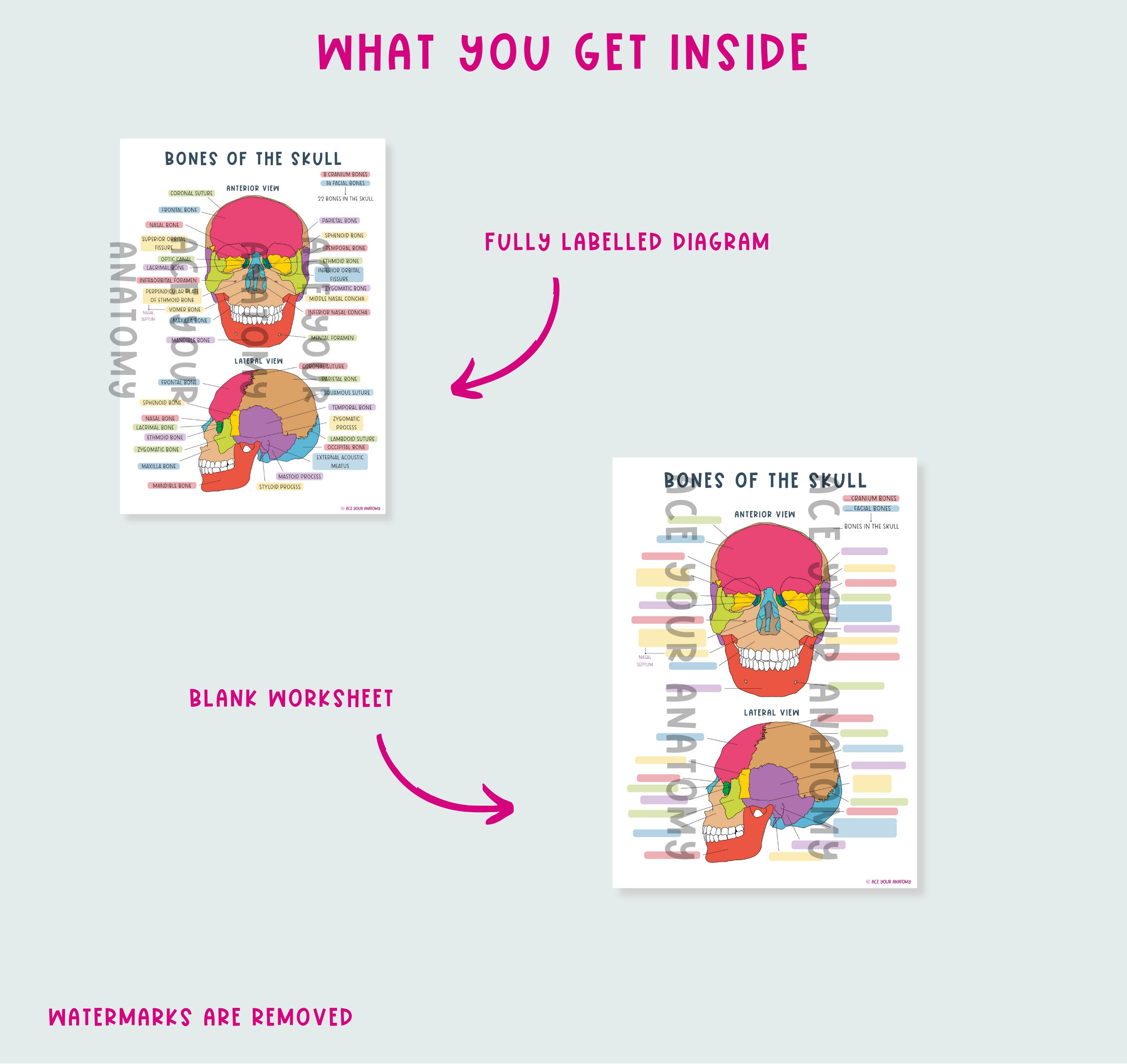 Bones of the Cranium | Anatomy Study Guide | Anatomy Notes | the ...