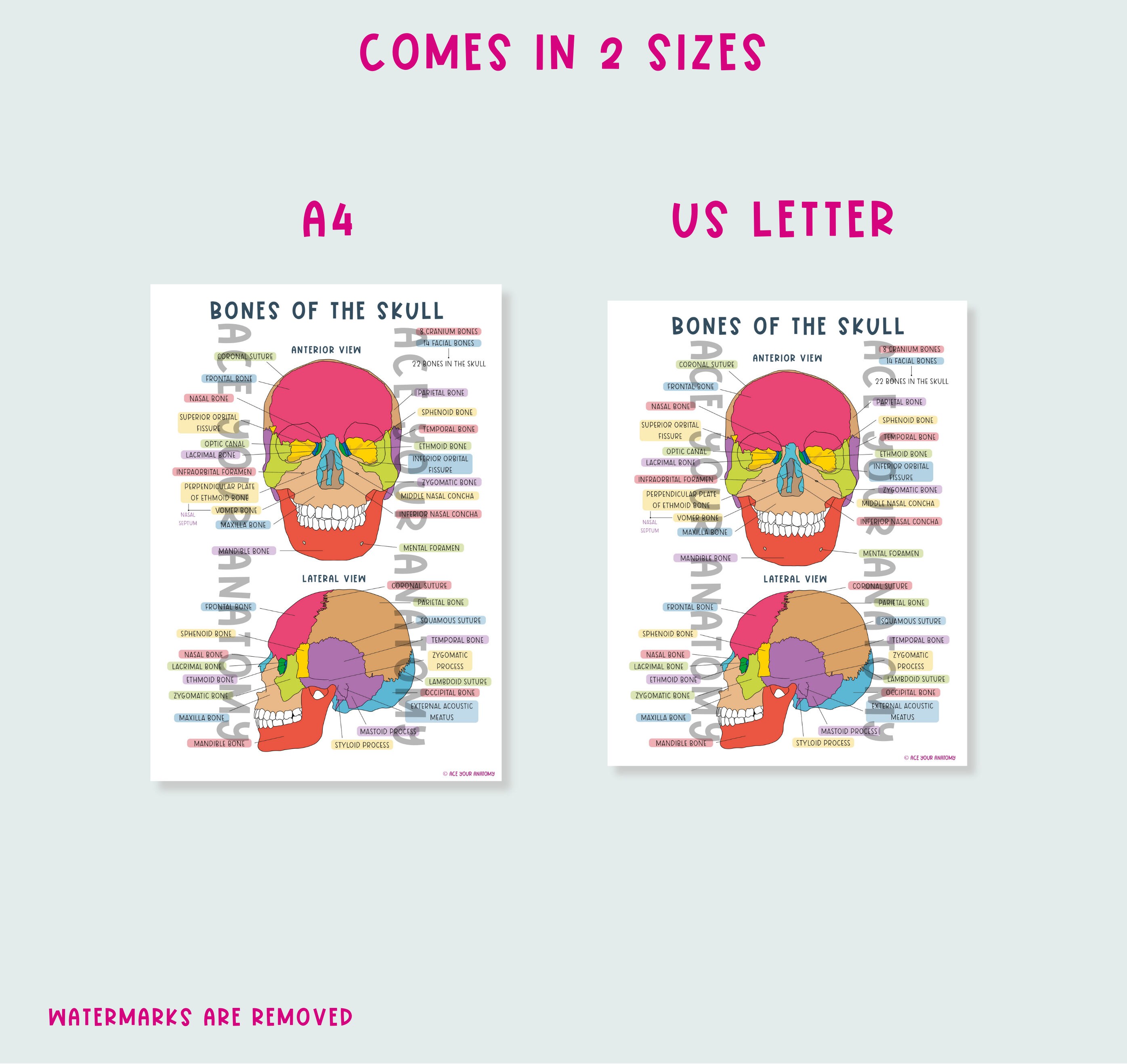 Bones of the Cranium | Anatomy Study Guide | Anatomy Notes | the ...