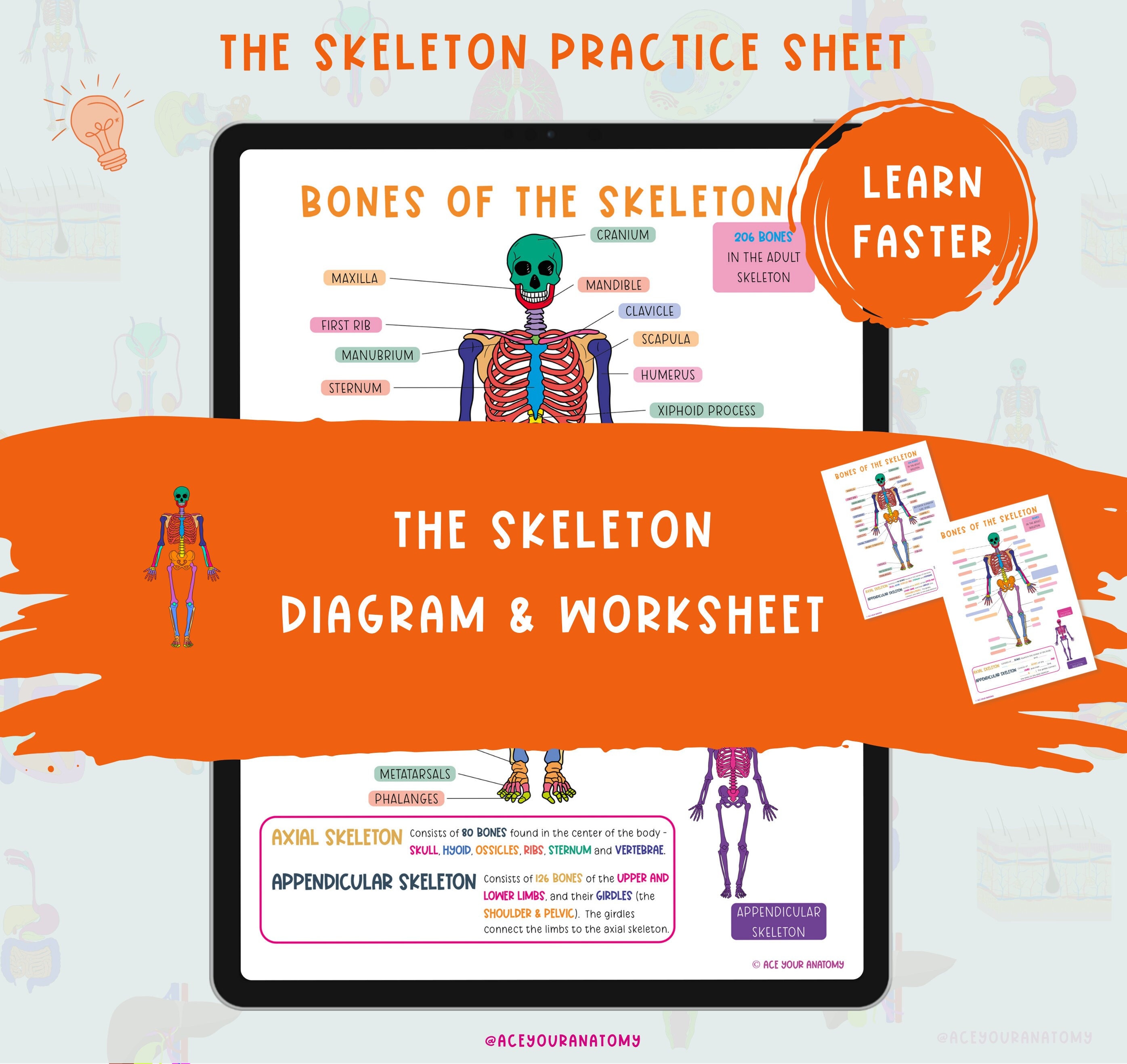 The Skeletal System Diagram & Worksheet Anatomy Notes Study Practice ...