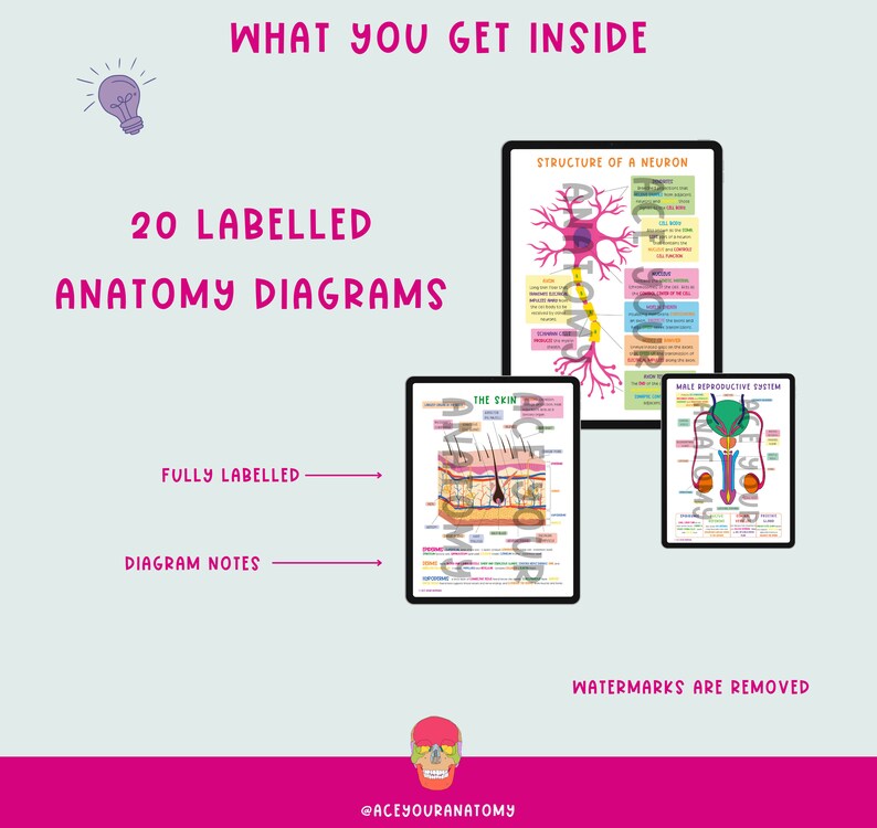 Anatomy Diagram & Practice Worksheet Bundle | Anatomy Study Bundle ...