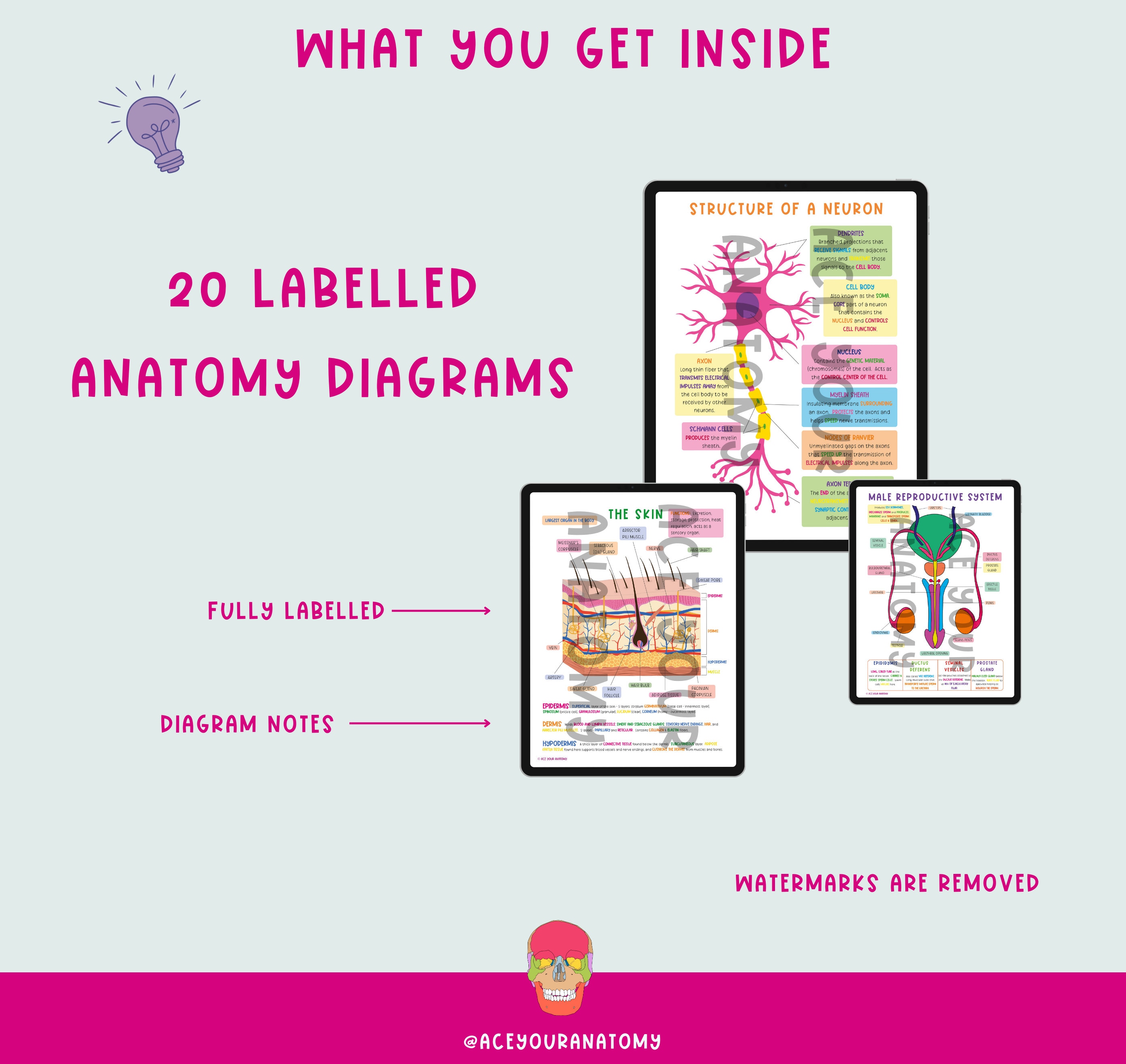 Anatomy Diagram & Practice Worksheet Bundle | Anatomy Study Bundle ...