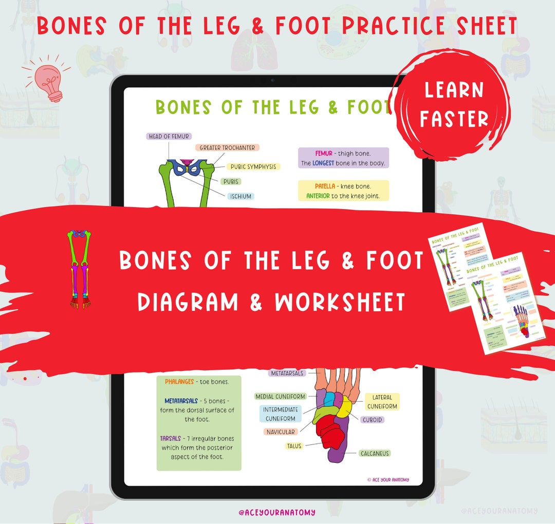 Bones of the Leg and Foot Diagram & Worksheet Anatomy Notes Anatomy ...