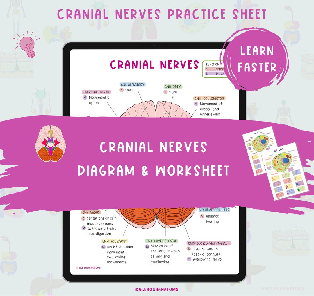 Cranial Nerves Diagram & Worksheets Anatomy Notes the Nervous System ...