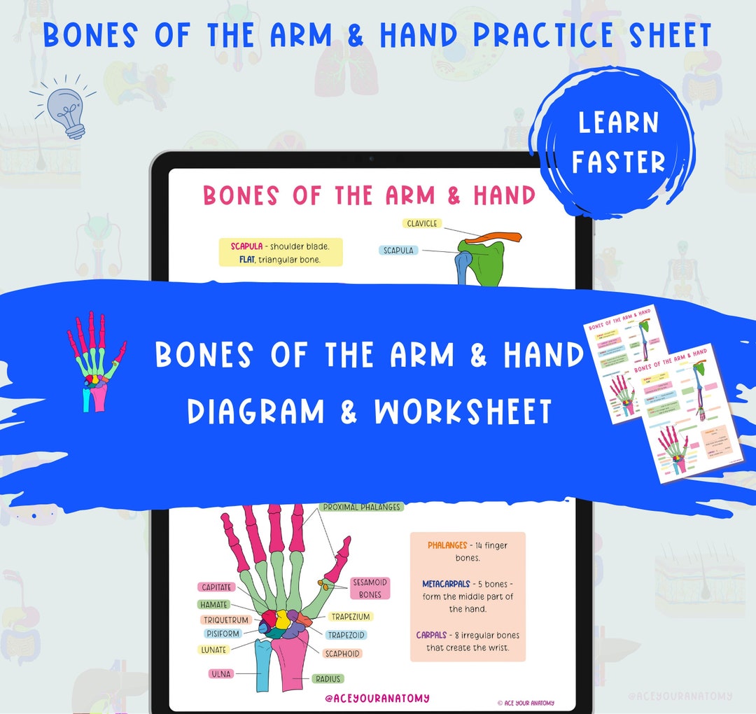 Bones of the Arm & Hand Diagram and Worksheet Anatomy Notes Anatomy ...